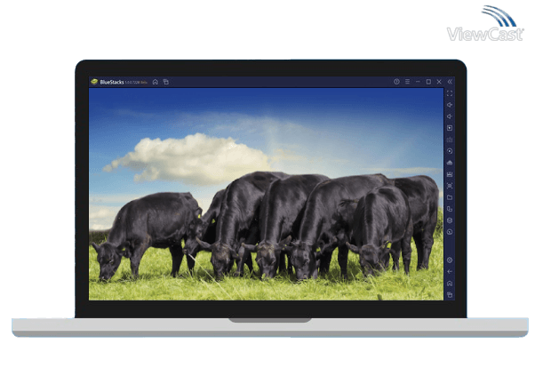 Download Cattle Market Mobile for PC / Windows / Computer