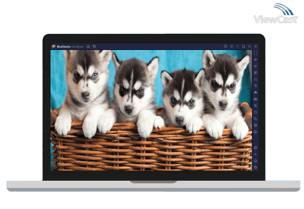 Download Husky puppies Wallpapers for PC / Windows / Computer